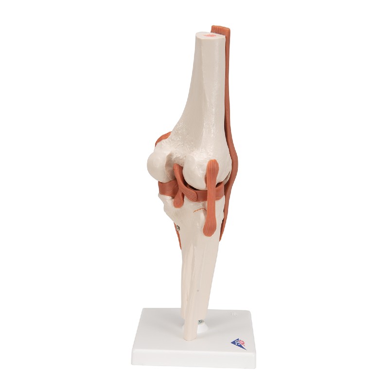 3B Scientific Functional Knee Joint Model | Health and Care